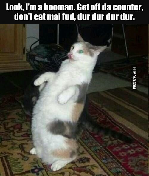 Every cat ever. Probably. | Scrolller