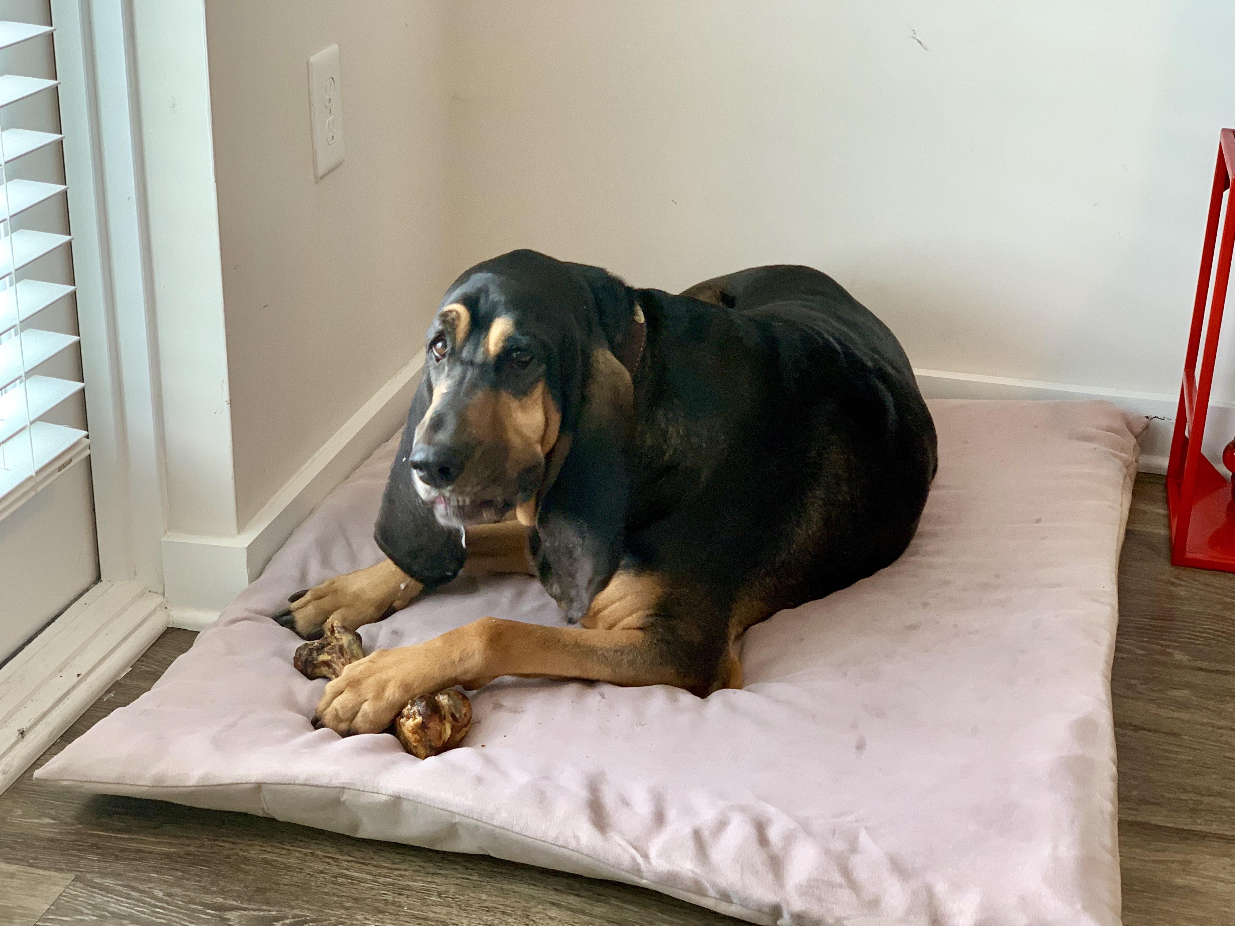 Every Saturday, Archie get a “big” treat. Here he is enjoying a pork femur. | Scrolller