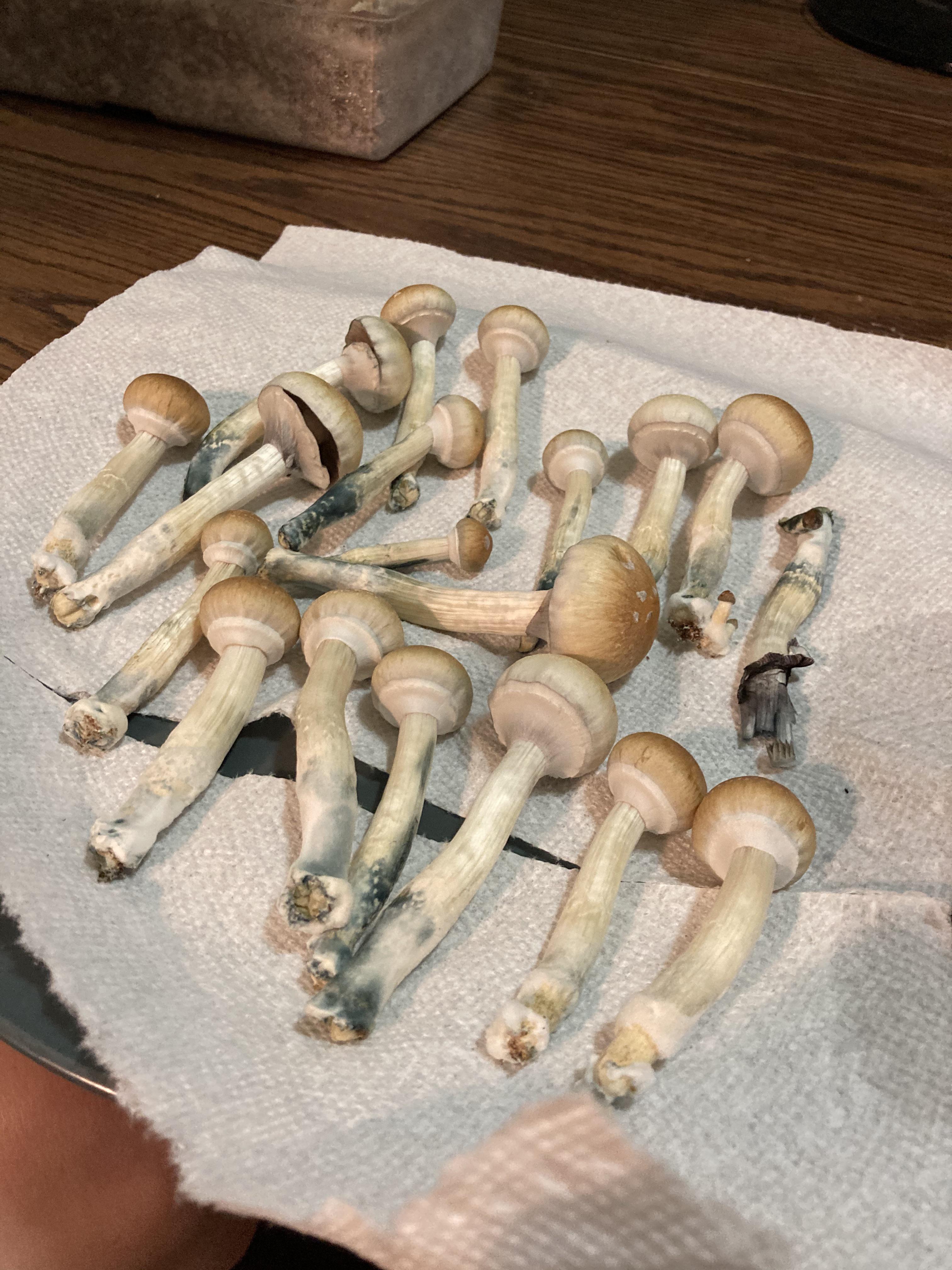 Everybody here is amazing. First flush ever (100g wet) and can’t be more excited. | Scrolller