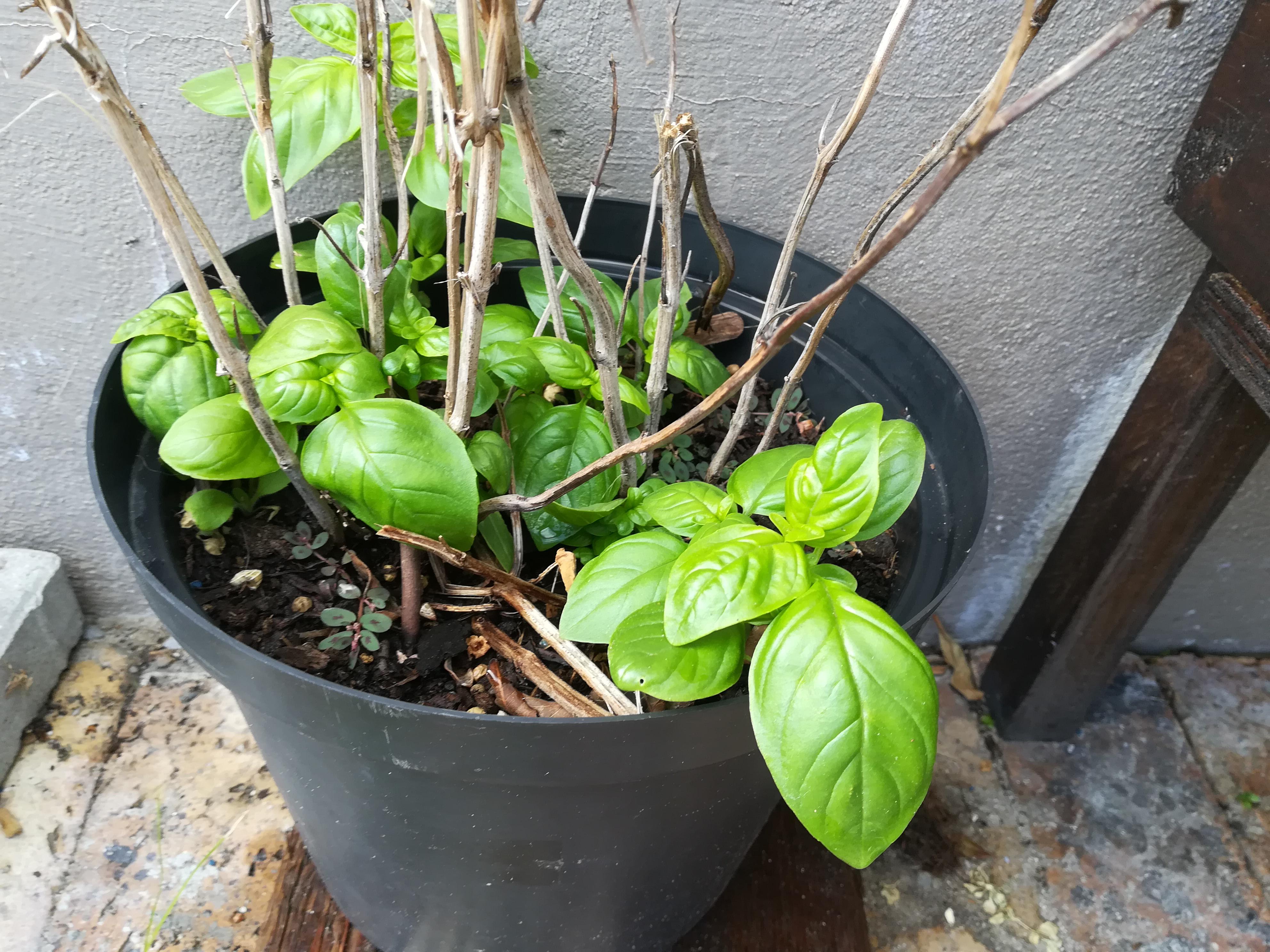Everyone loves new Basil | Scrolller