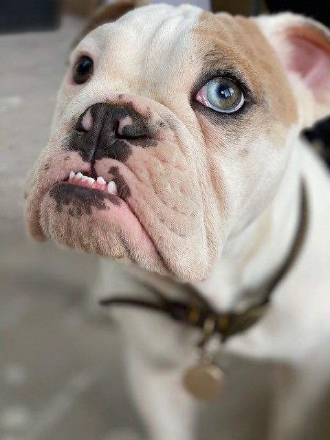 Everyone meet Bonnie :D | Scrolller