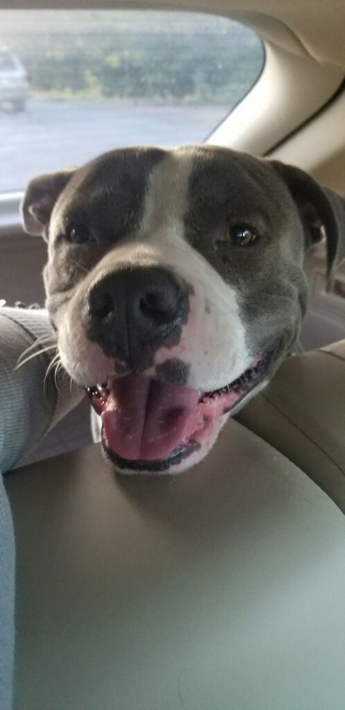 Everyone meet Gus! Our new addition to our hippo family. | Scrolller