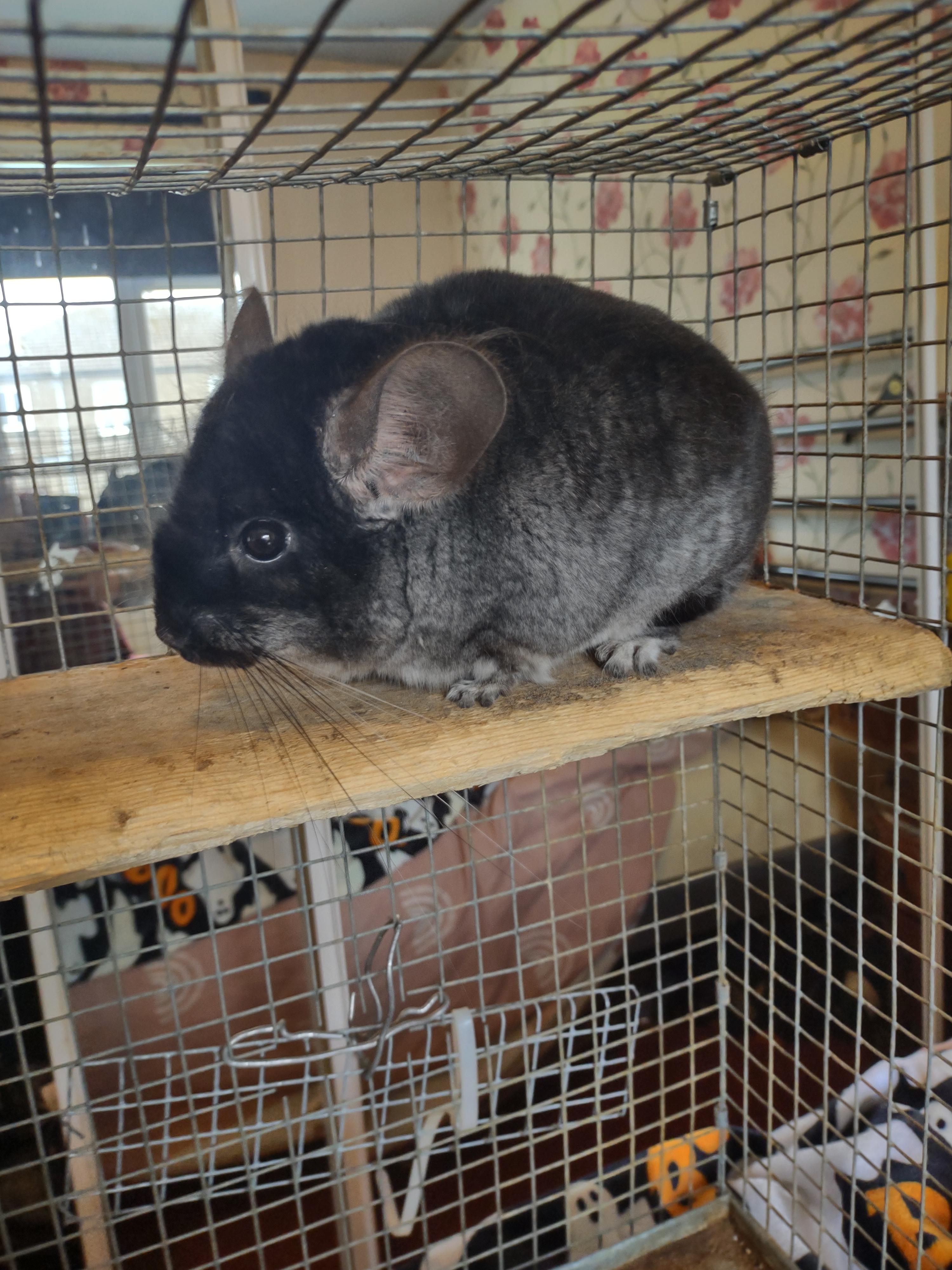 Everyone, meet Lemmy (cage is temp until payday then he's going in a bigger cage) | Scrolller