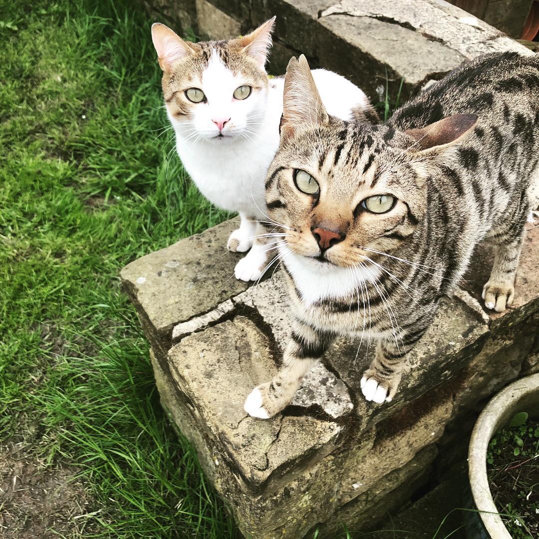 Everyone meet Luke (and his sister Leia at the back ) | Scrolller