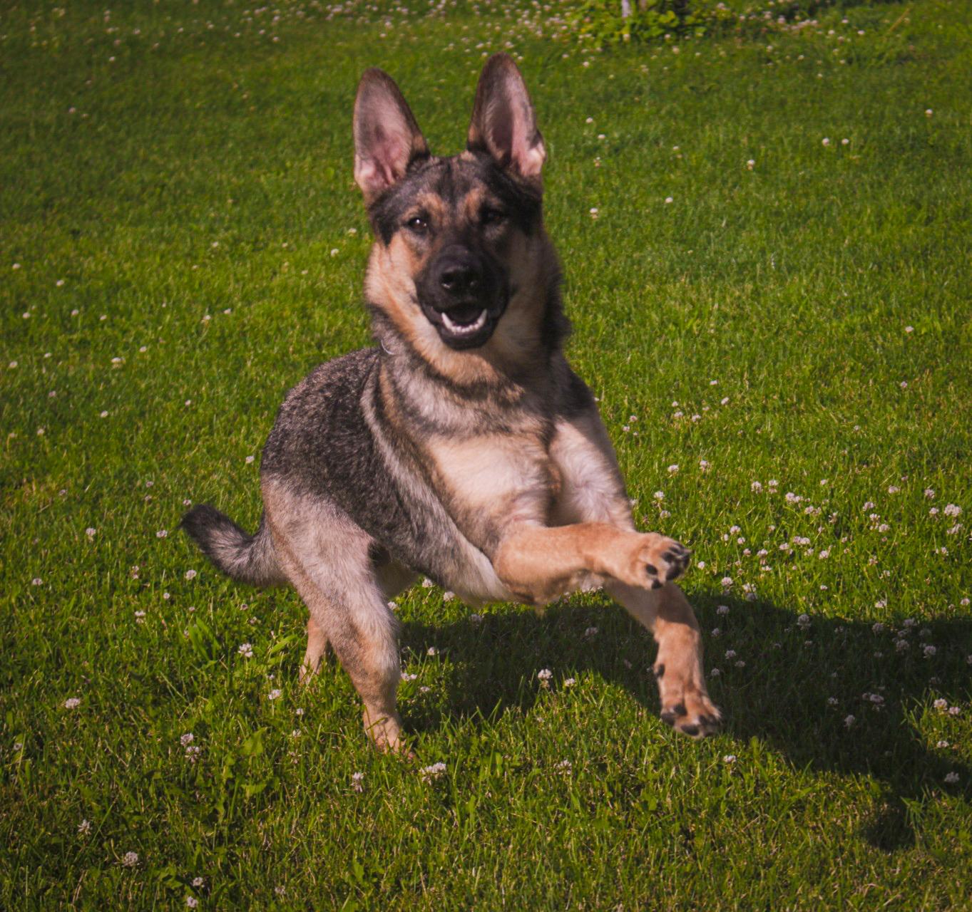 Everyone, meet Mia, she is a little over a year old and I absolutely ...