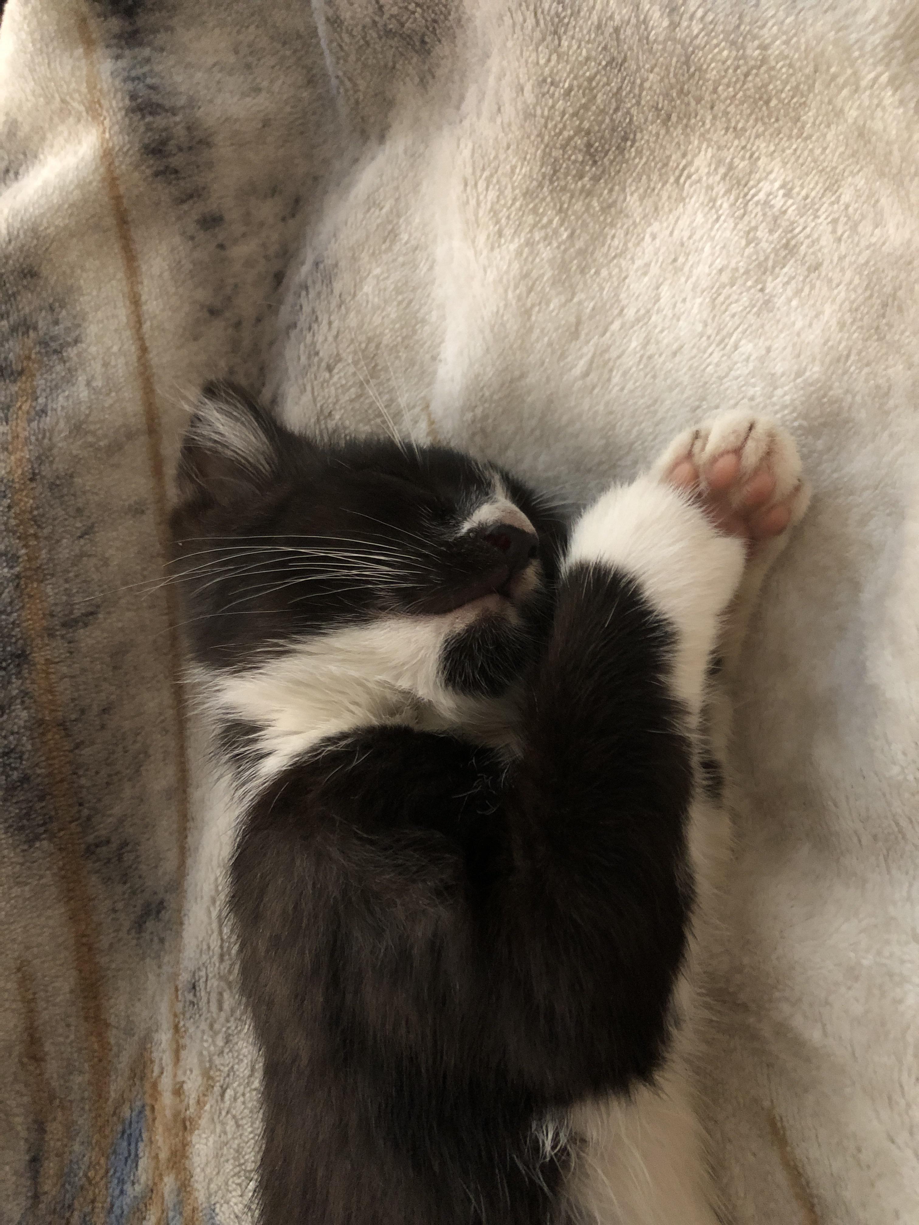 Everyone, meet Pepper! She’s a stray kitten that I managed to convince my mom to keep! | Scrolller