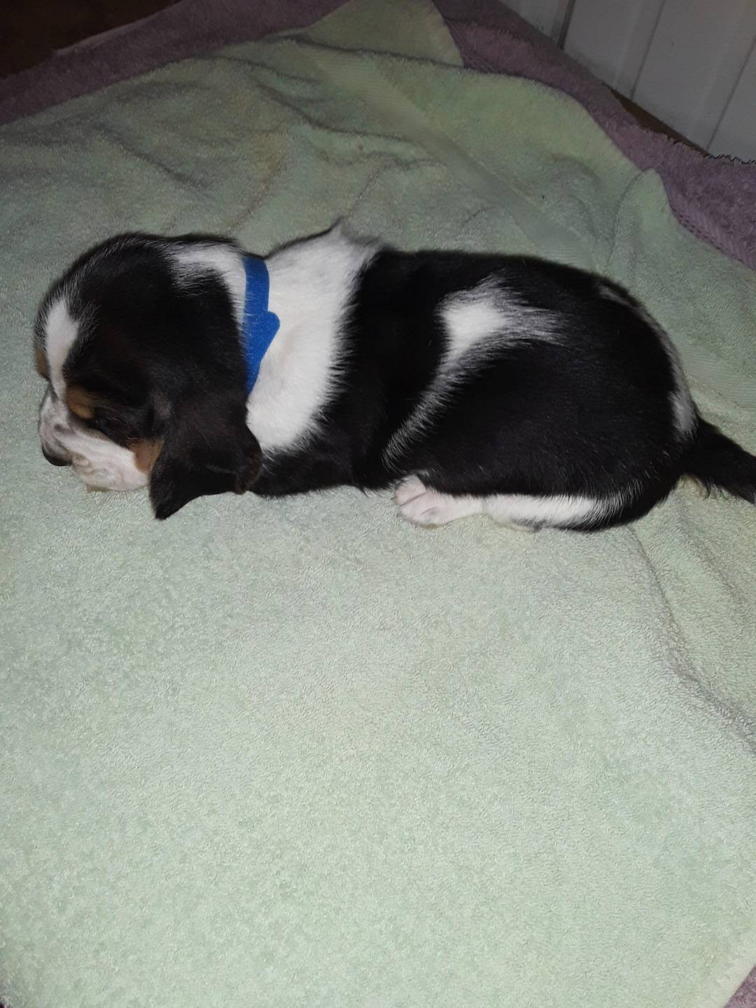 Everyone meet Toby! We get him on Sept. 22nd!!! | Scrolller