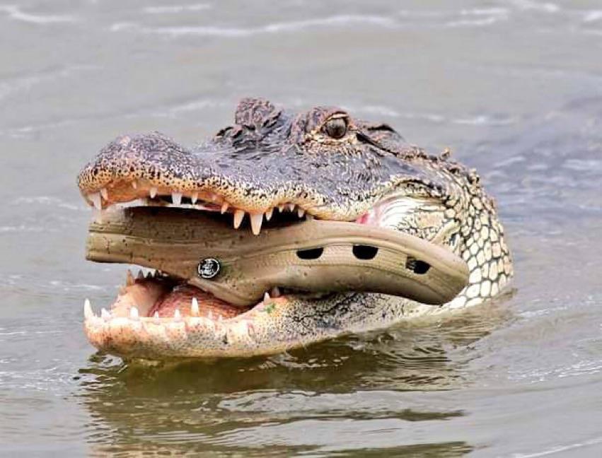 Evidence of cannibalism in nature | Scrolller