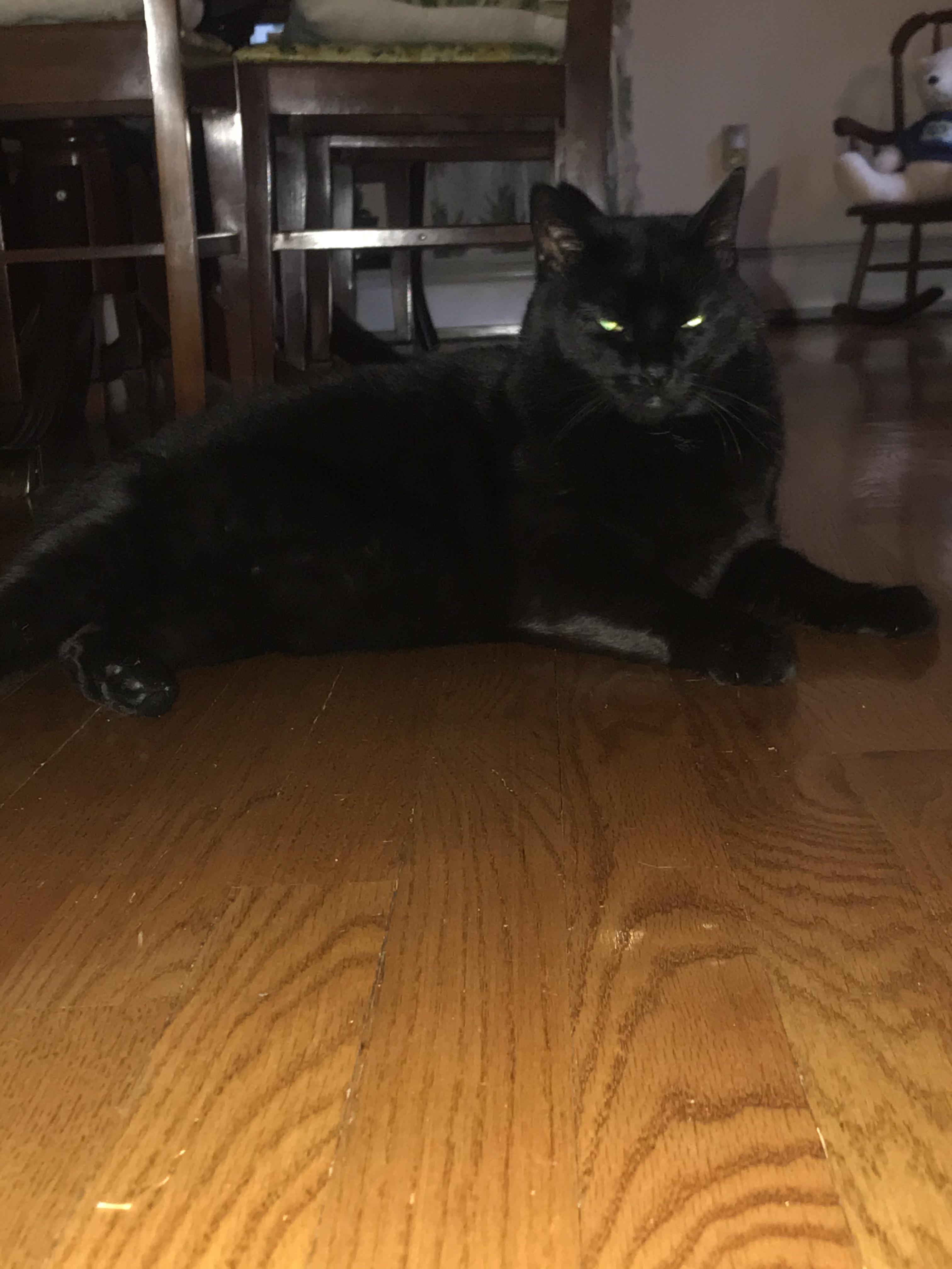 Evil Kitty Scrolller