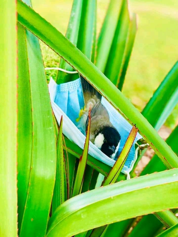 Evolution | Scrolller