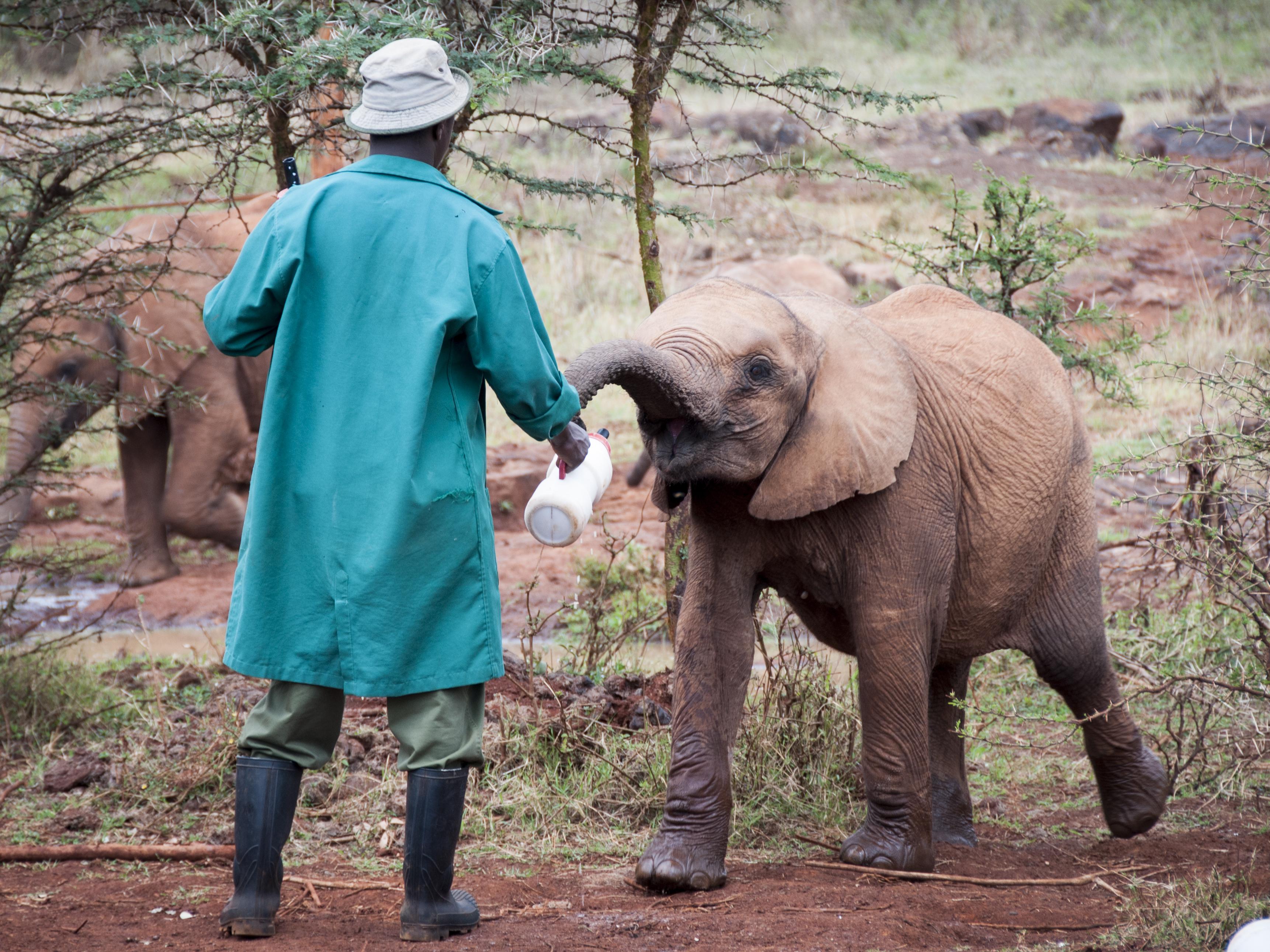 Excited for feeding time! Nairobi, Kenya. | Scrolller