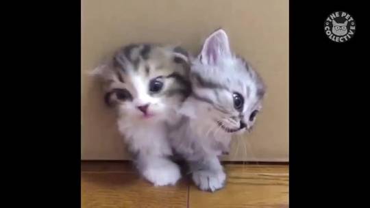 exiting the cat dimension | Scrolller