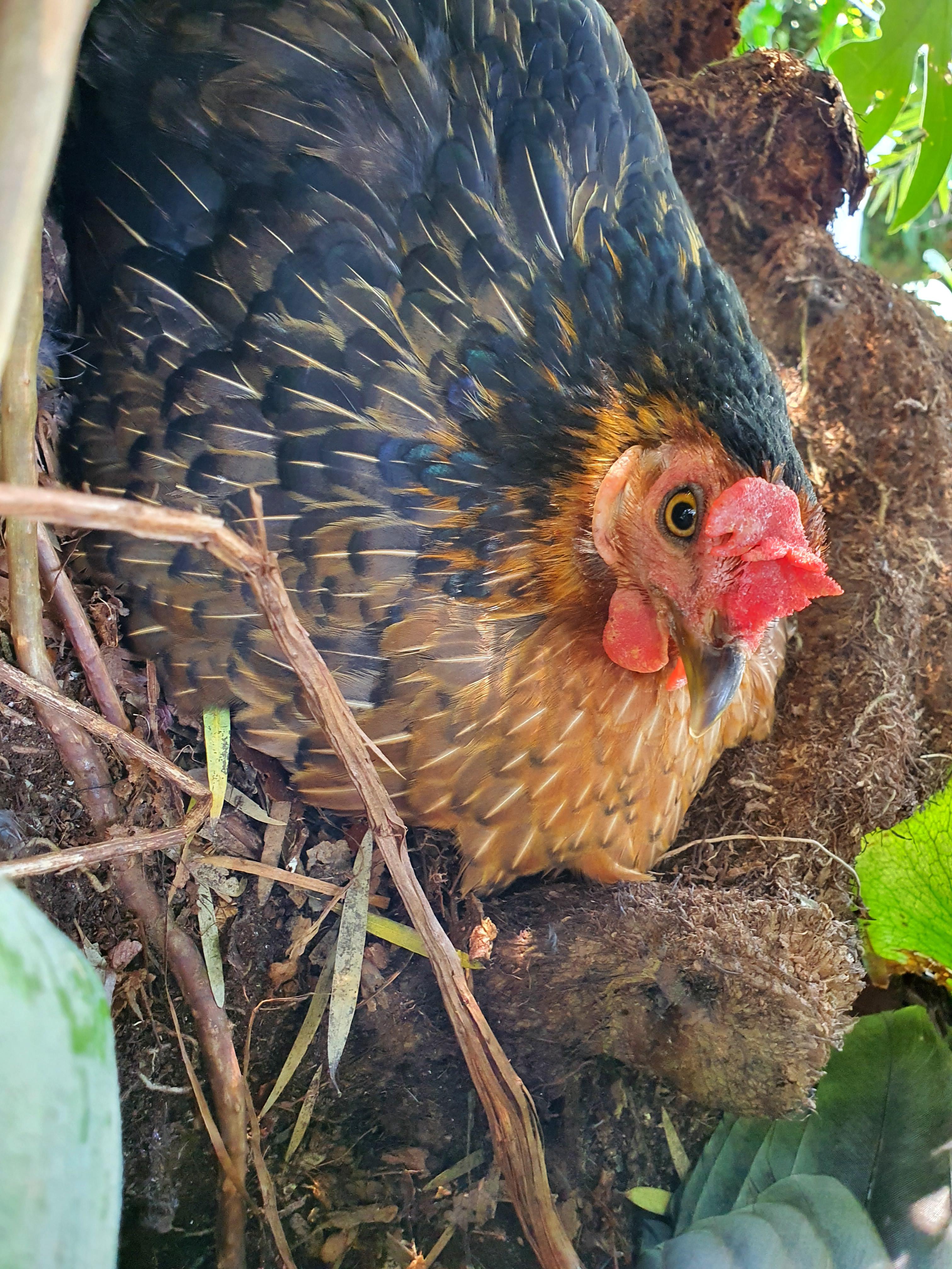 Exotic creature of Puerto Rico. 😄 | Scrolller