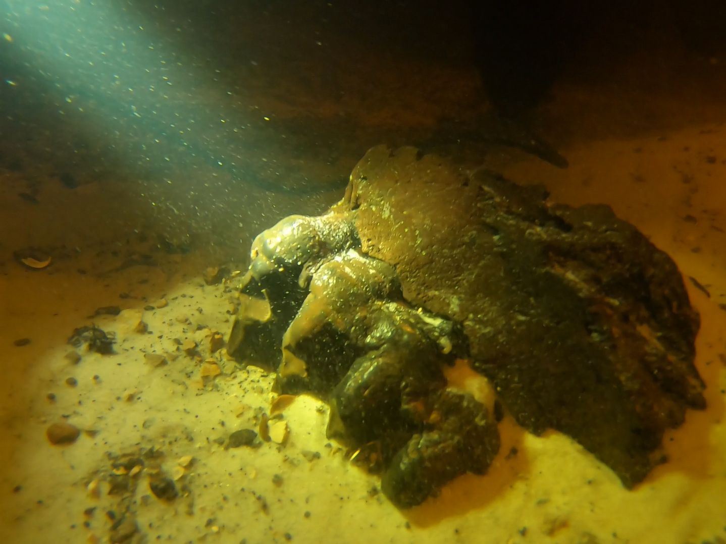 Extinct Mastodon Jaw In Situ Discovered in Florida | Scrolller