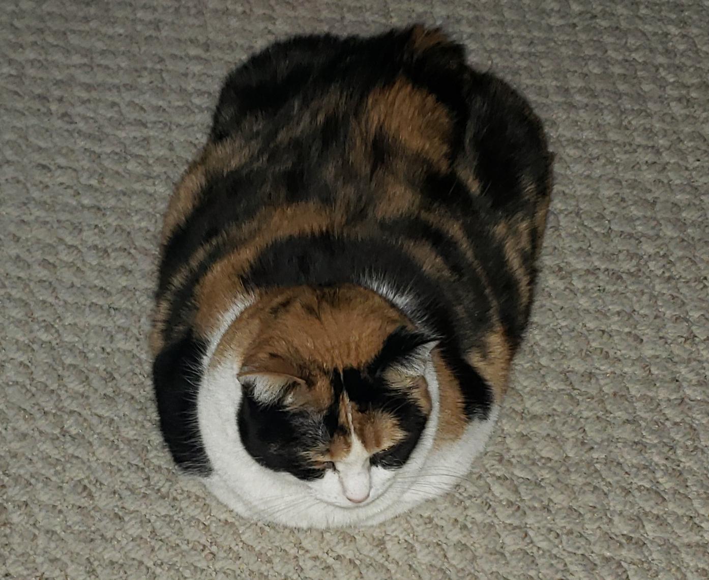 EXTRA LARGE MULTIGRAIN LOAF | Scrolller