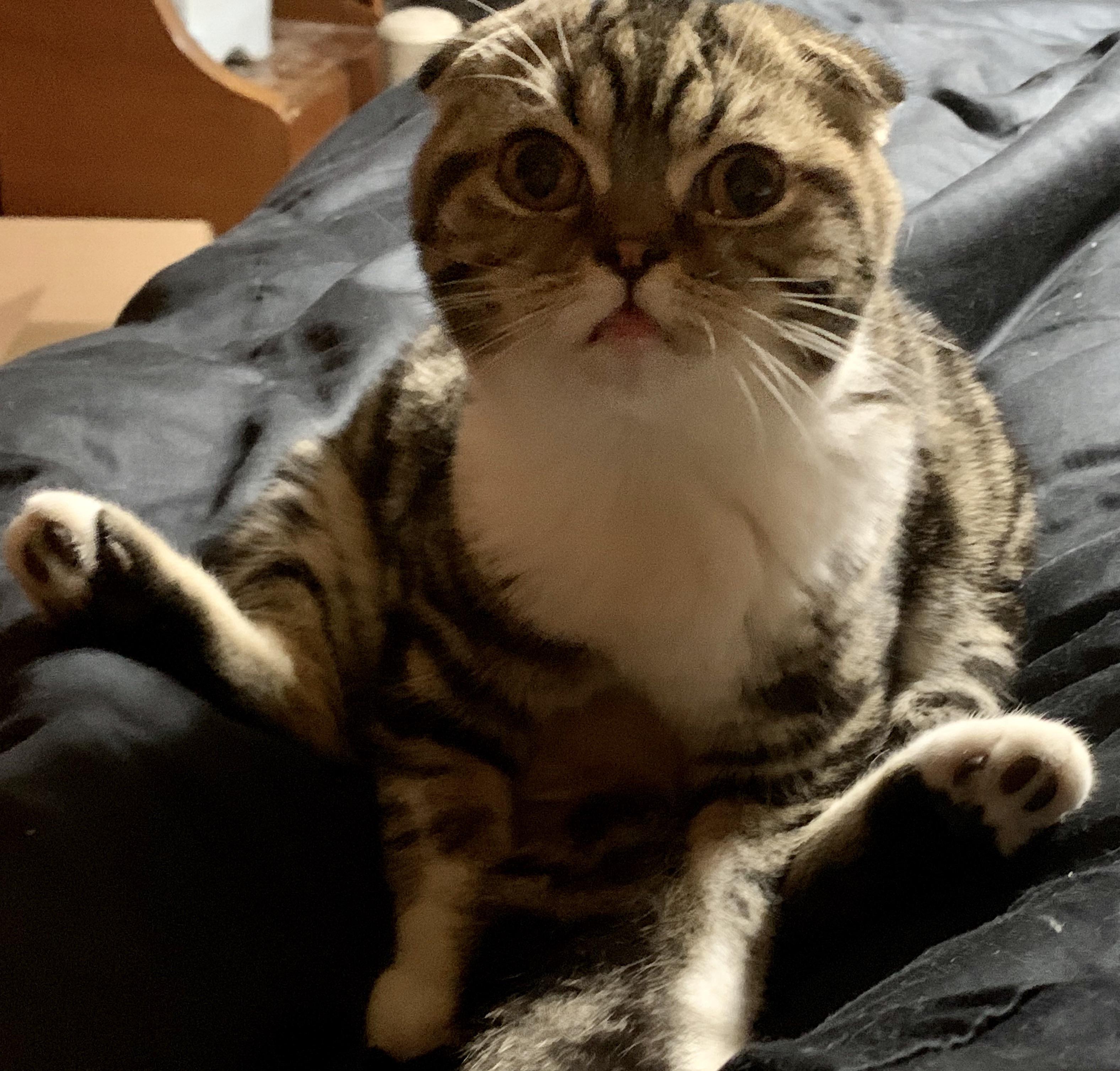 Extra round Buddha and a blep and toe beans! | Scrolller