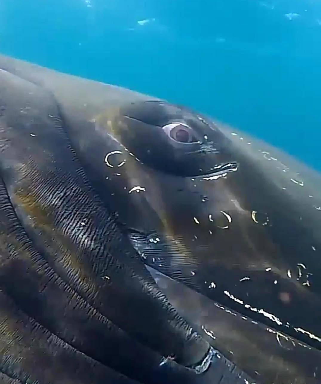 Eyes of the whale | Scrolller