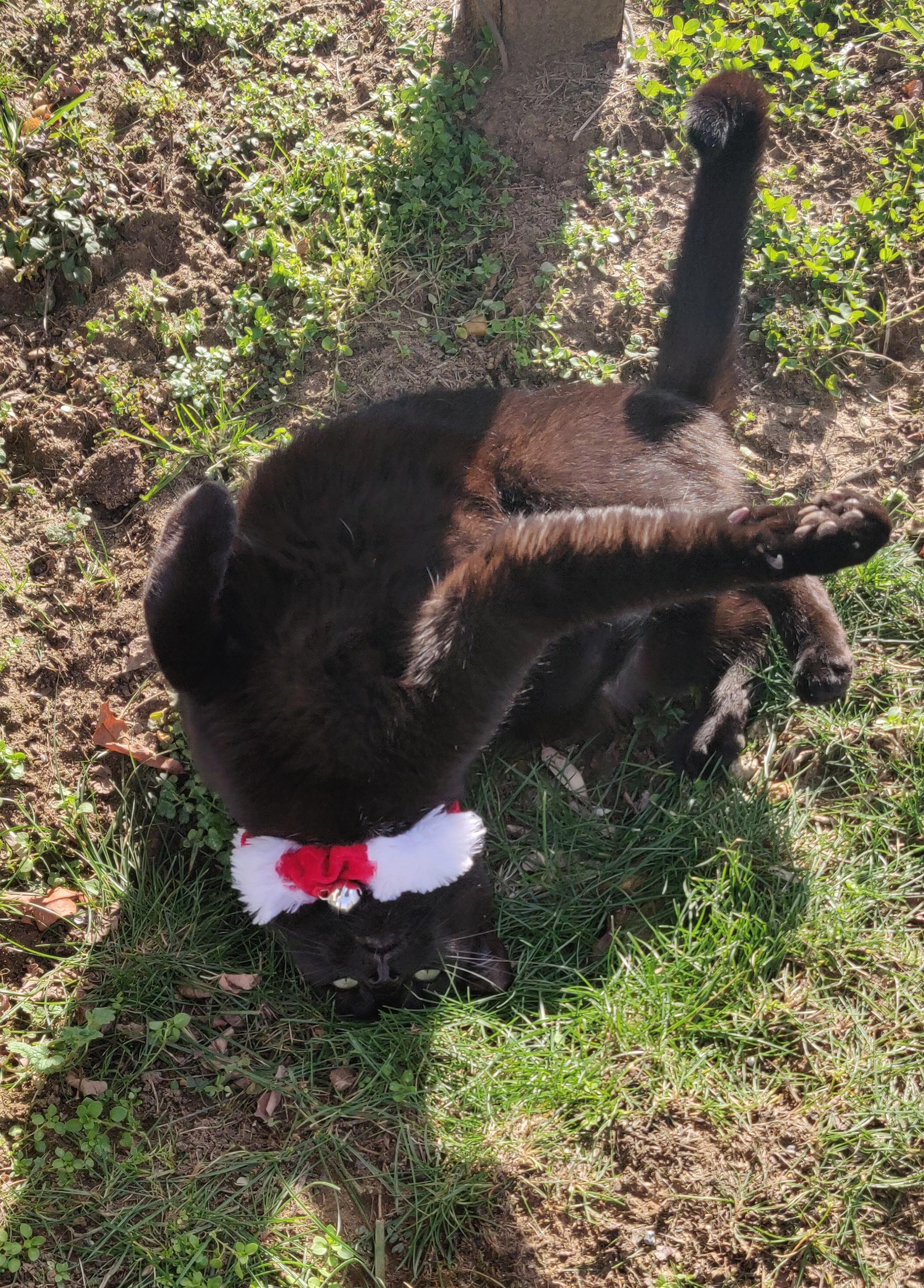 Failed to load Cat.exe properly on this device | Scrolller