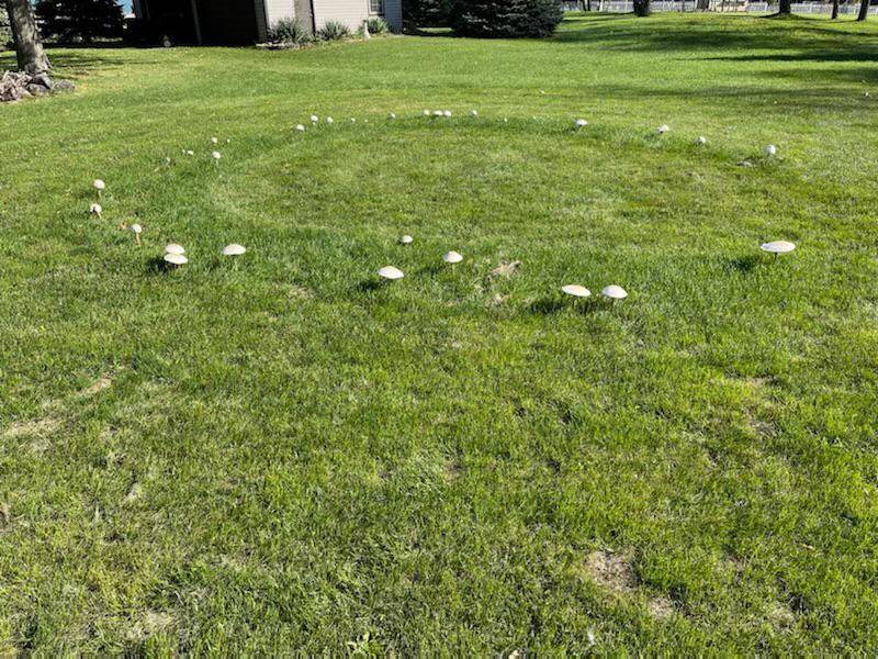 Fairy ring in my grandparents yard | Scrolller