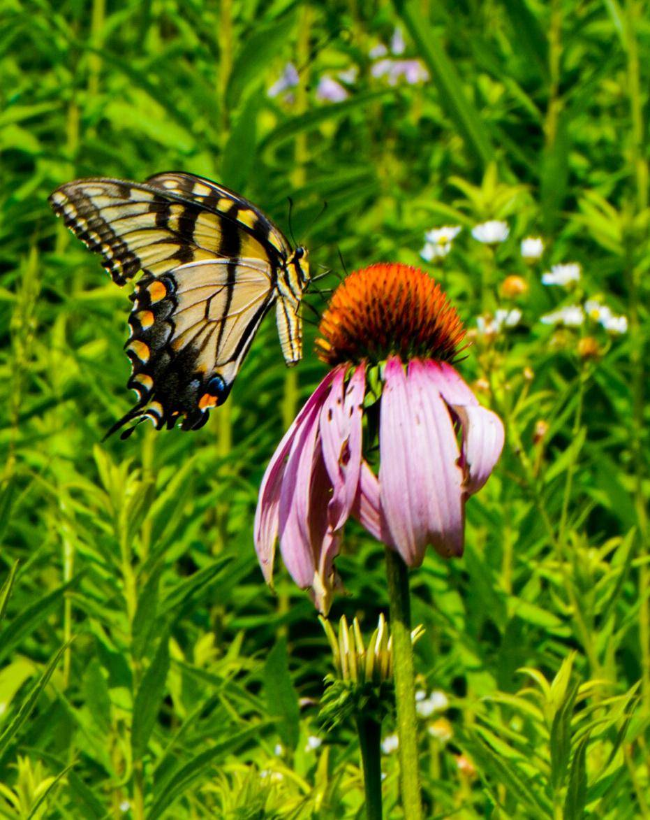 Fall 2019 butterfly | Scrolller