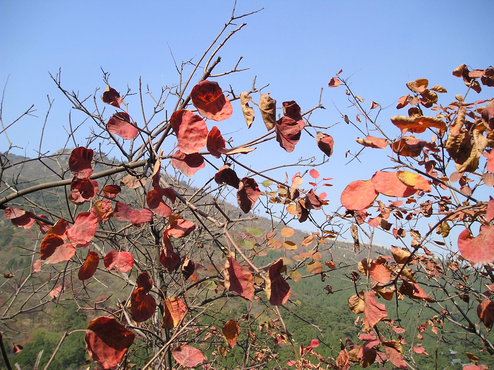 Fall colors, Xiangshan Mountain, Beijing | Scrolller