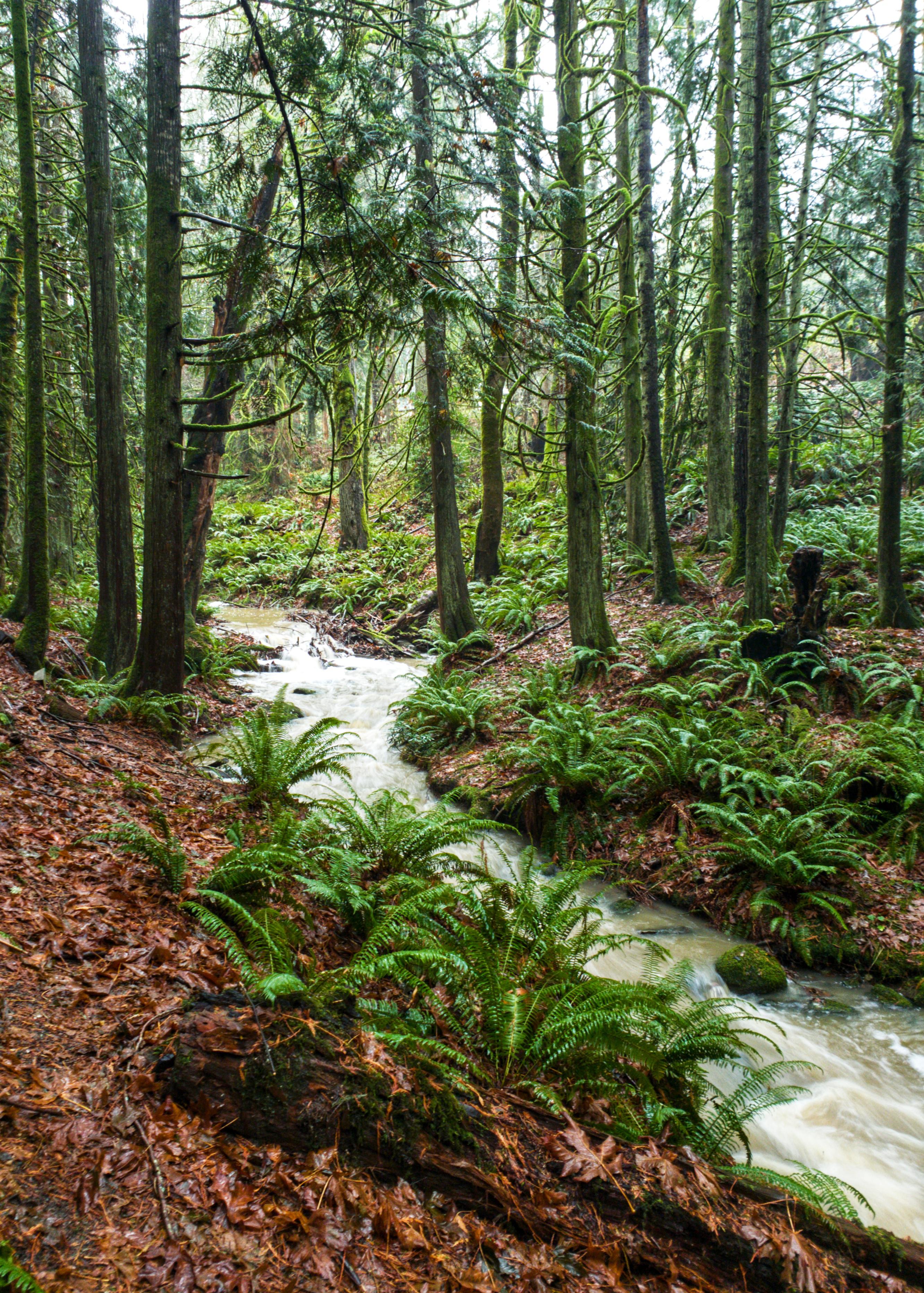 Fall Forest Flow | Scrolller