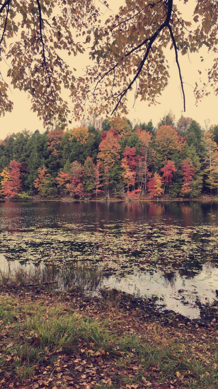 Fall in Tennessee | Scrolller