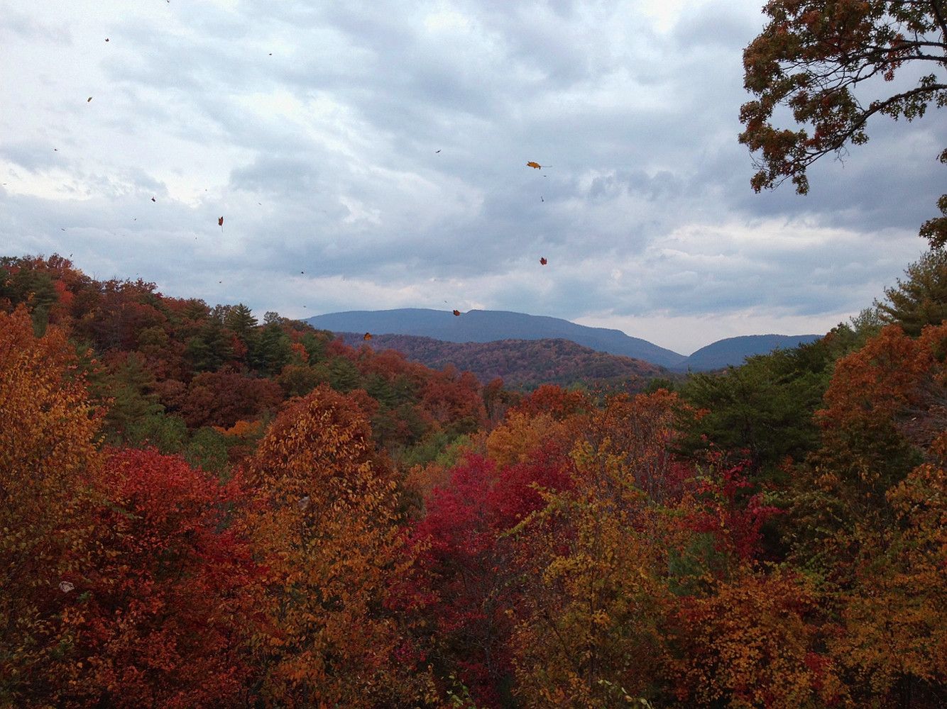 Fall in the Cherokee National Forest, Tennessee. [1334x1000] [OC] | Scrolller