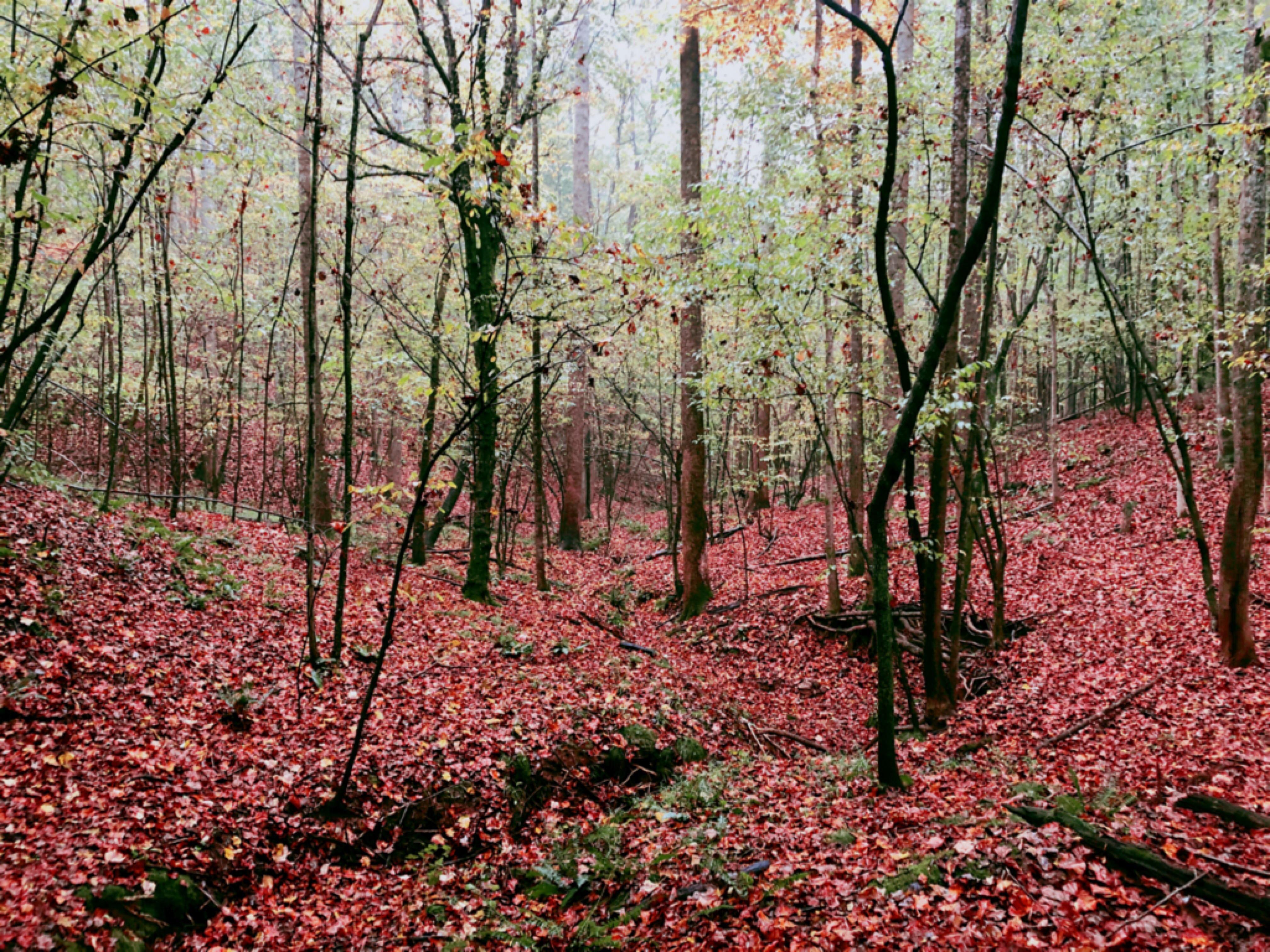 Fall in Virginia | Scrolller