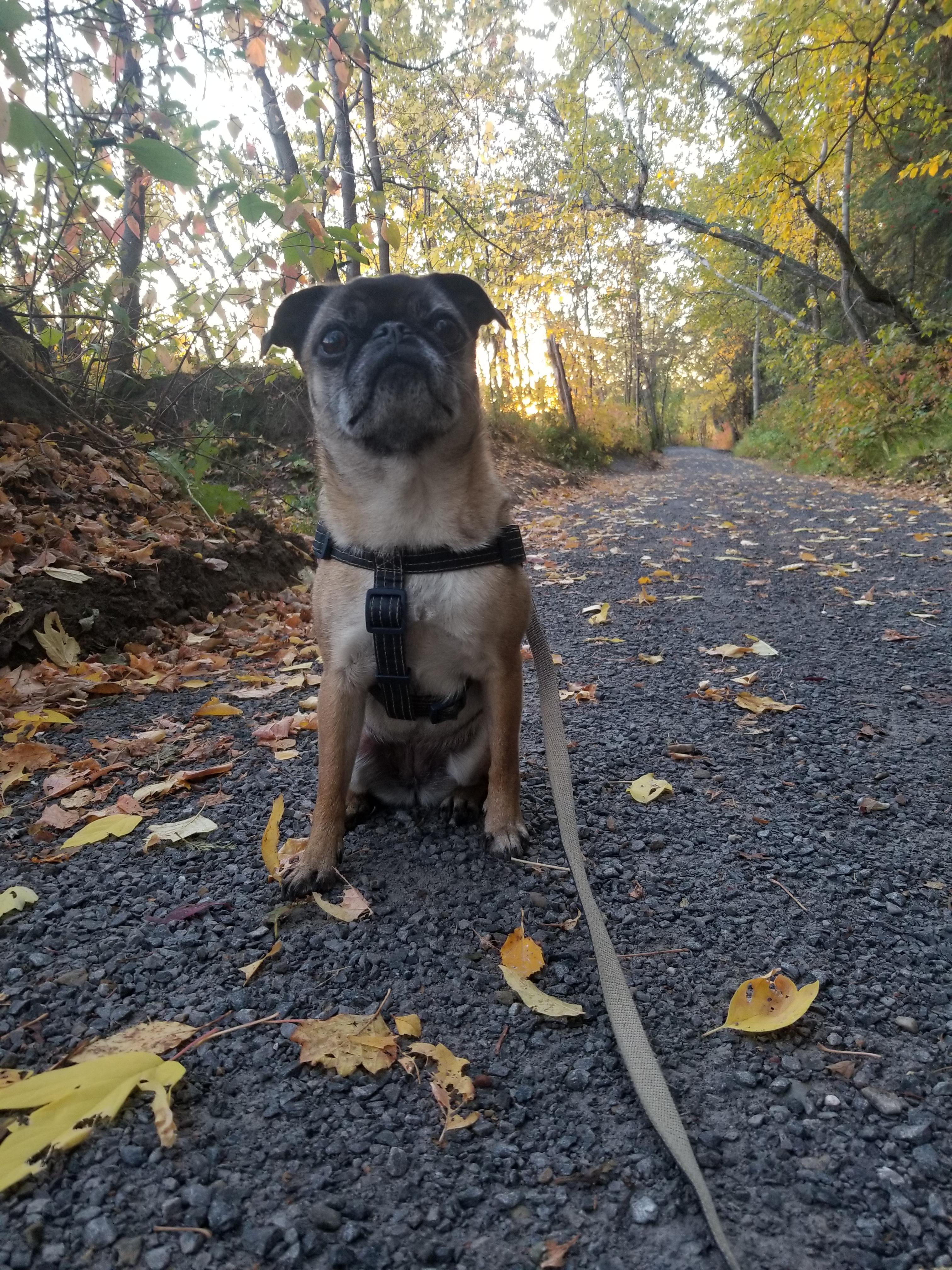 Fall walks | Scrolller