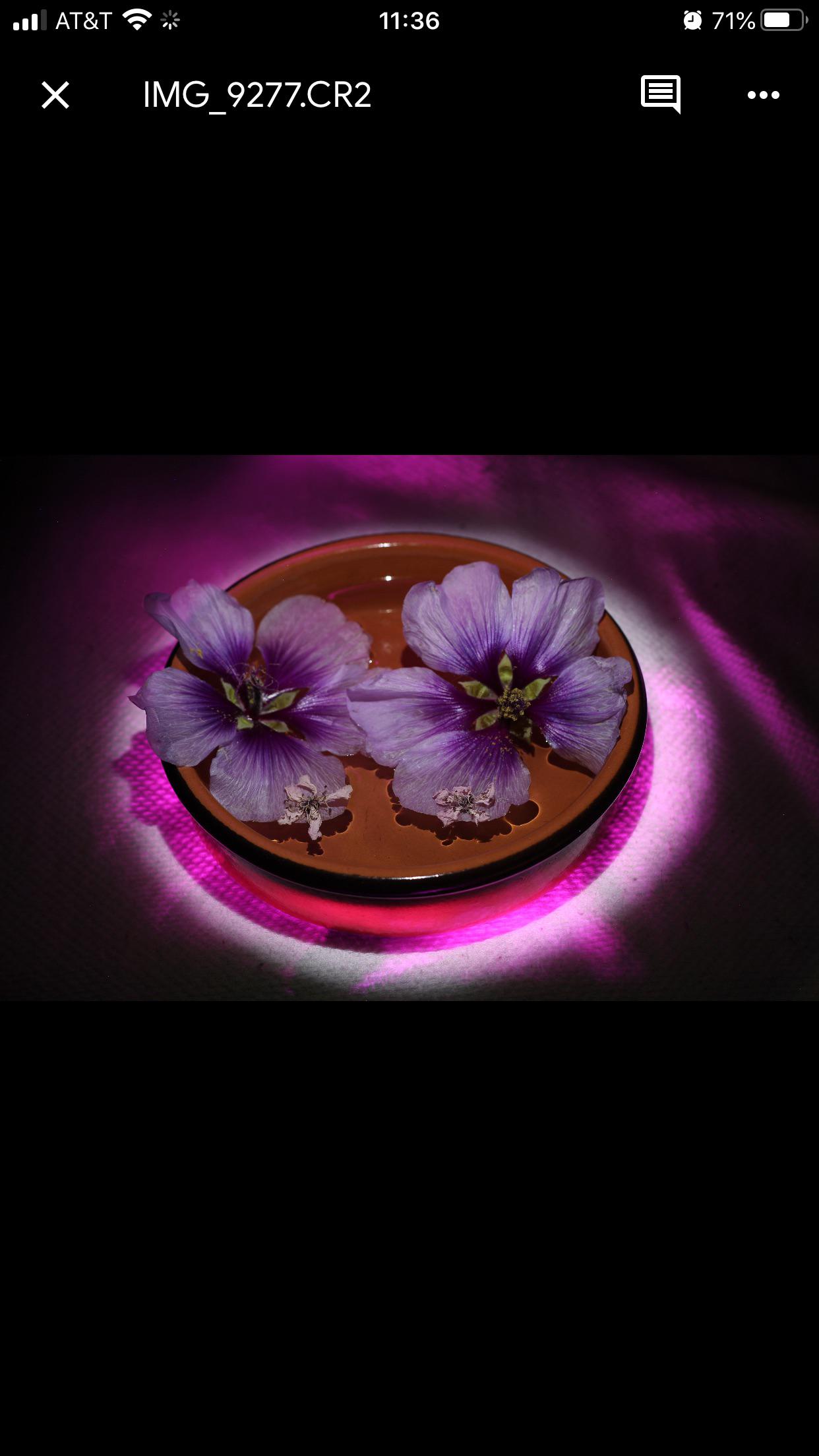 Fallen flowers 🌺 | Scrolller