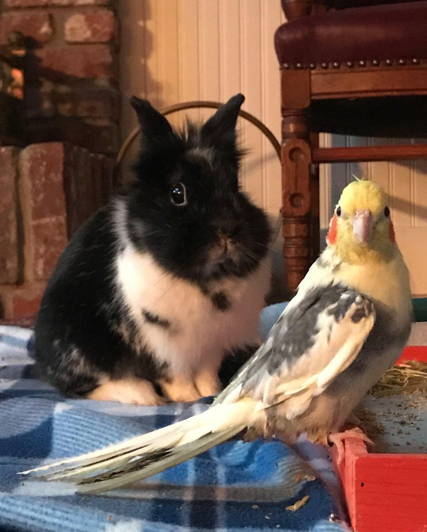 Family Portrait! Georgia and Lil Squawk | Scrolller