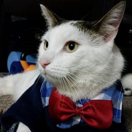 Fancy Cat in Deep Thought. | Scrolller