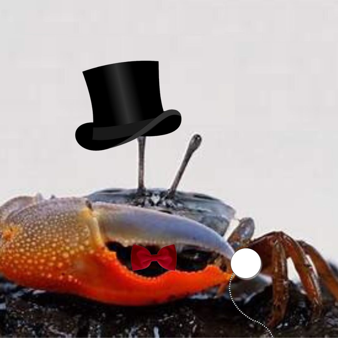 fancy crab | Scrolller