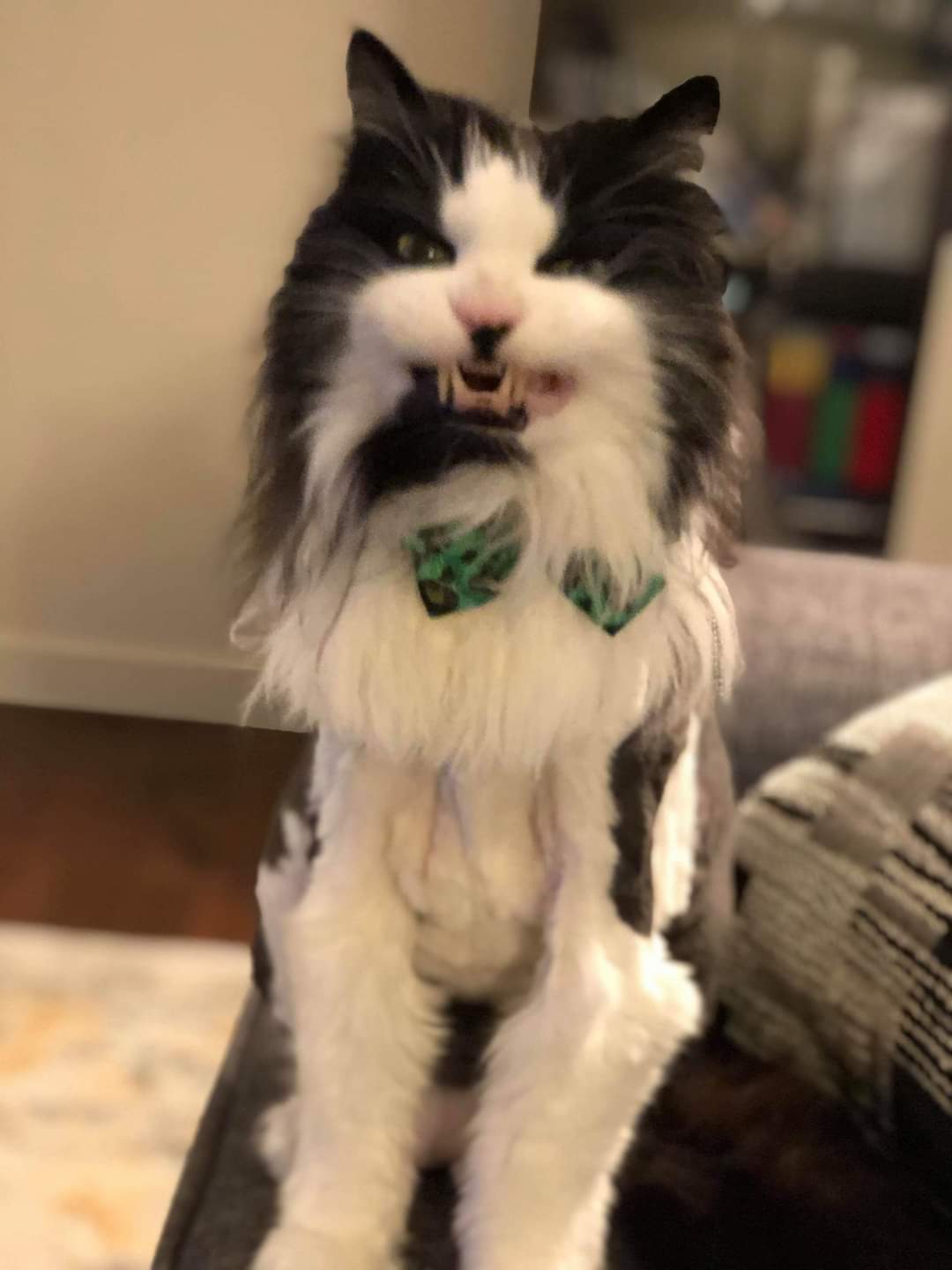 Fancypants scrunge | Scrolller