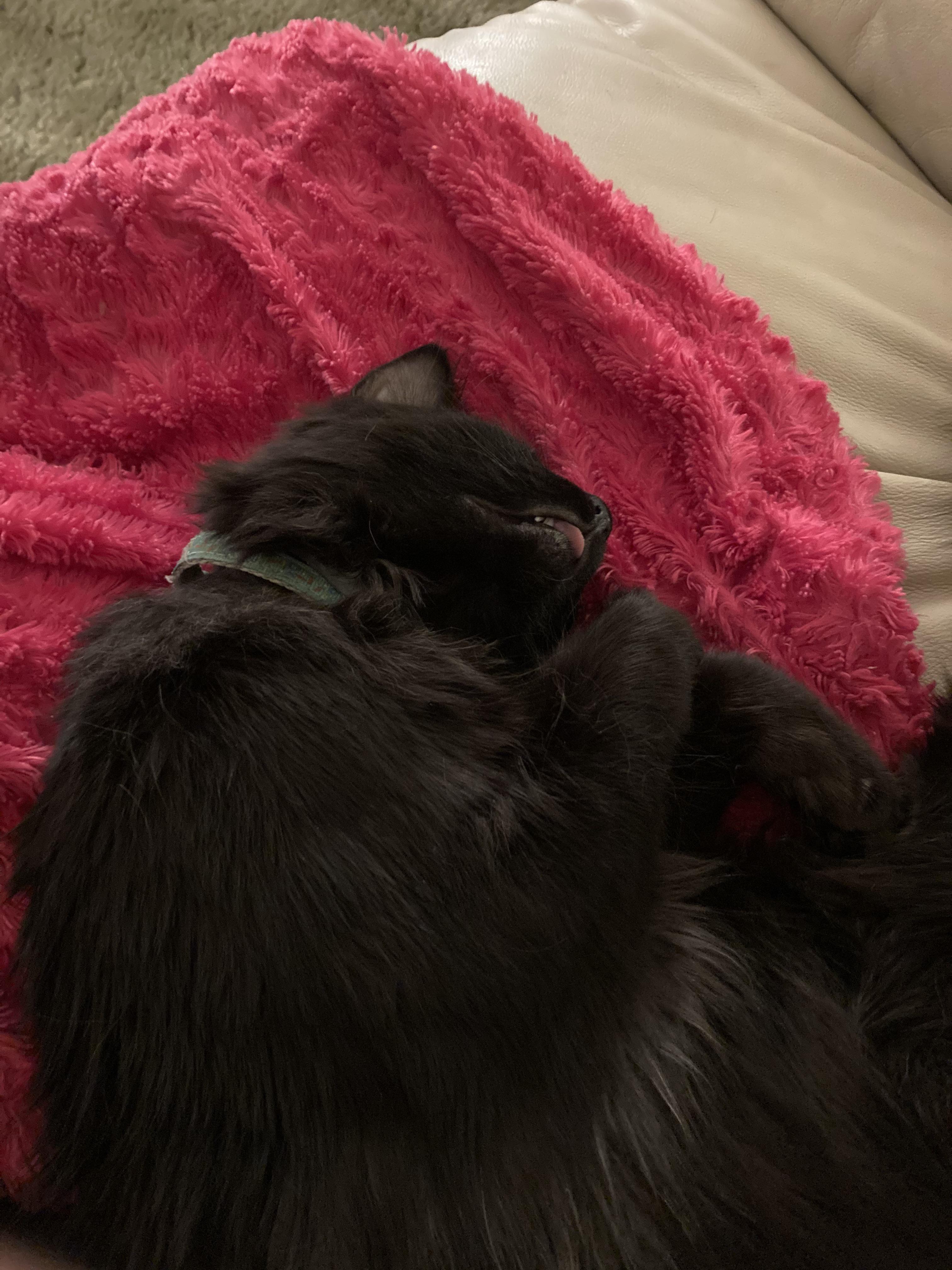 Fast asleep blep | Scrolller