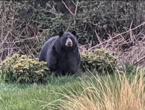 Fat Bear | Scrolller