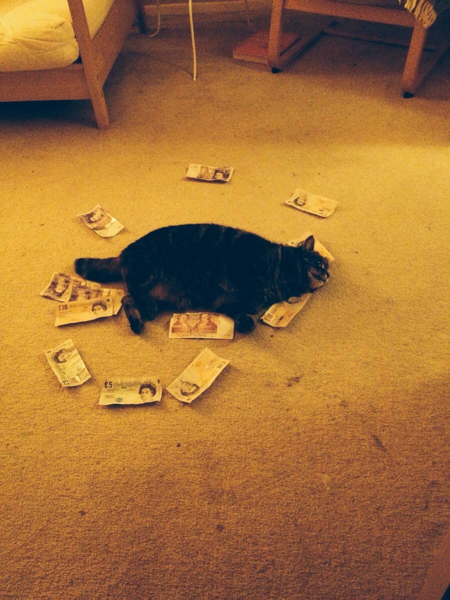 Fat cat, fat stacks. | Scrolller