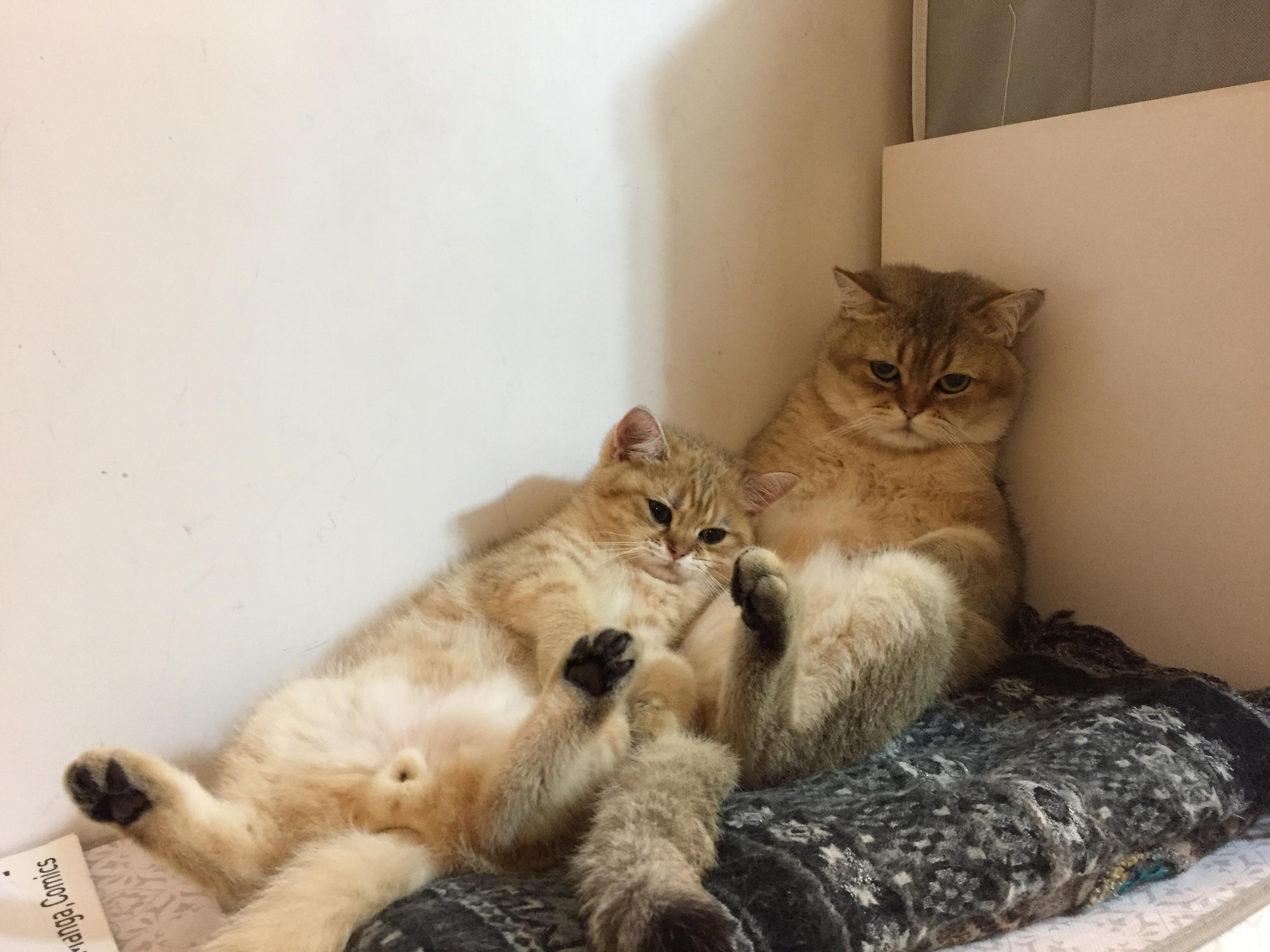 Fat Simba and Chubster Jr. | Scrolller