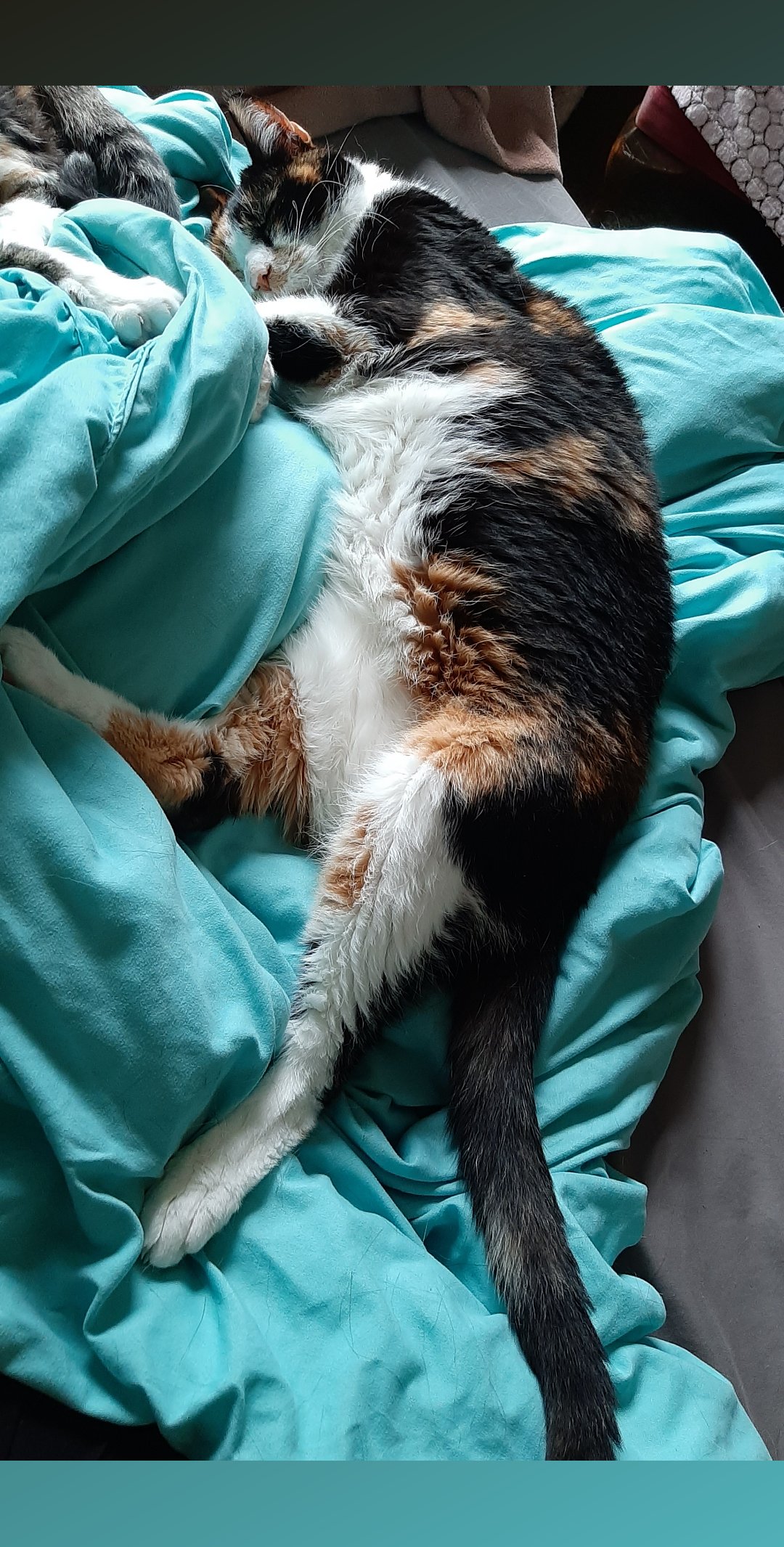 Fatty catty | Scrolller