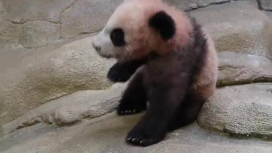 Fear me, I am a bear! | Scrolller