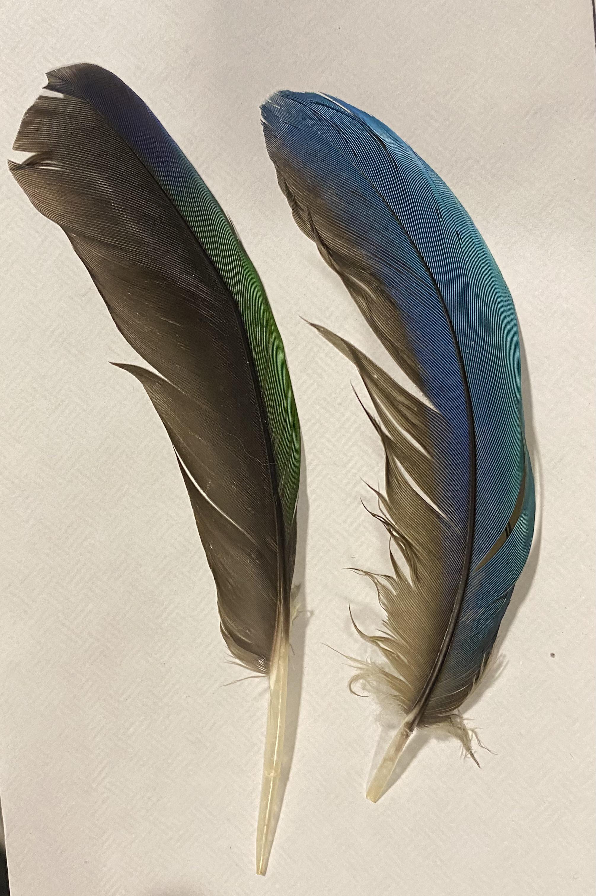 Feather Identification | Scrolller