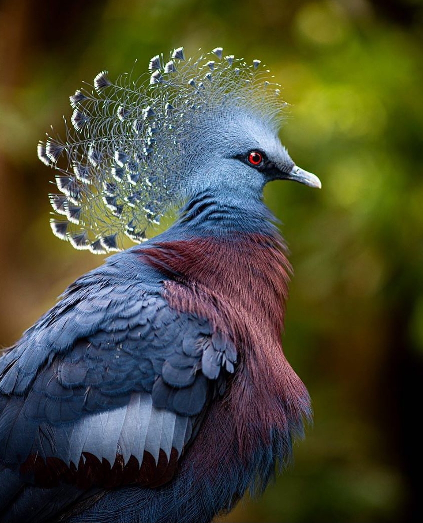 Feathered | Scrolller