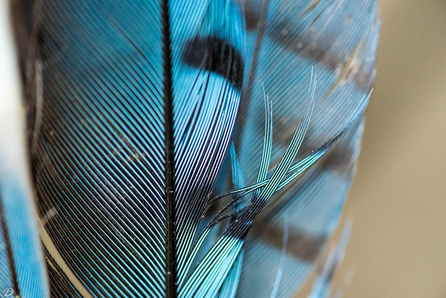 Feathers | Scrolller