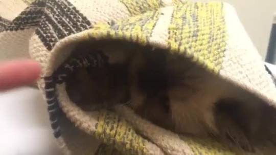 Discover more like CatSlaps: Feisty purrito and Related Content | Scrolller