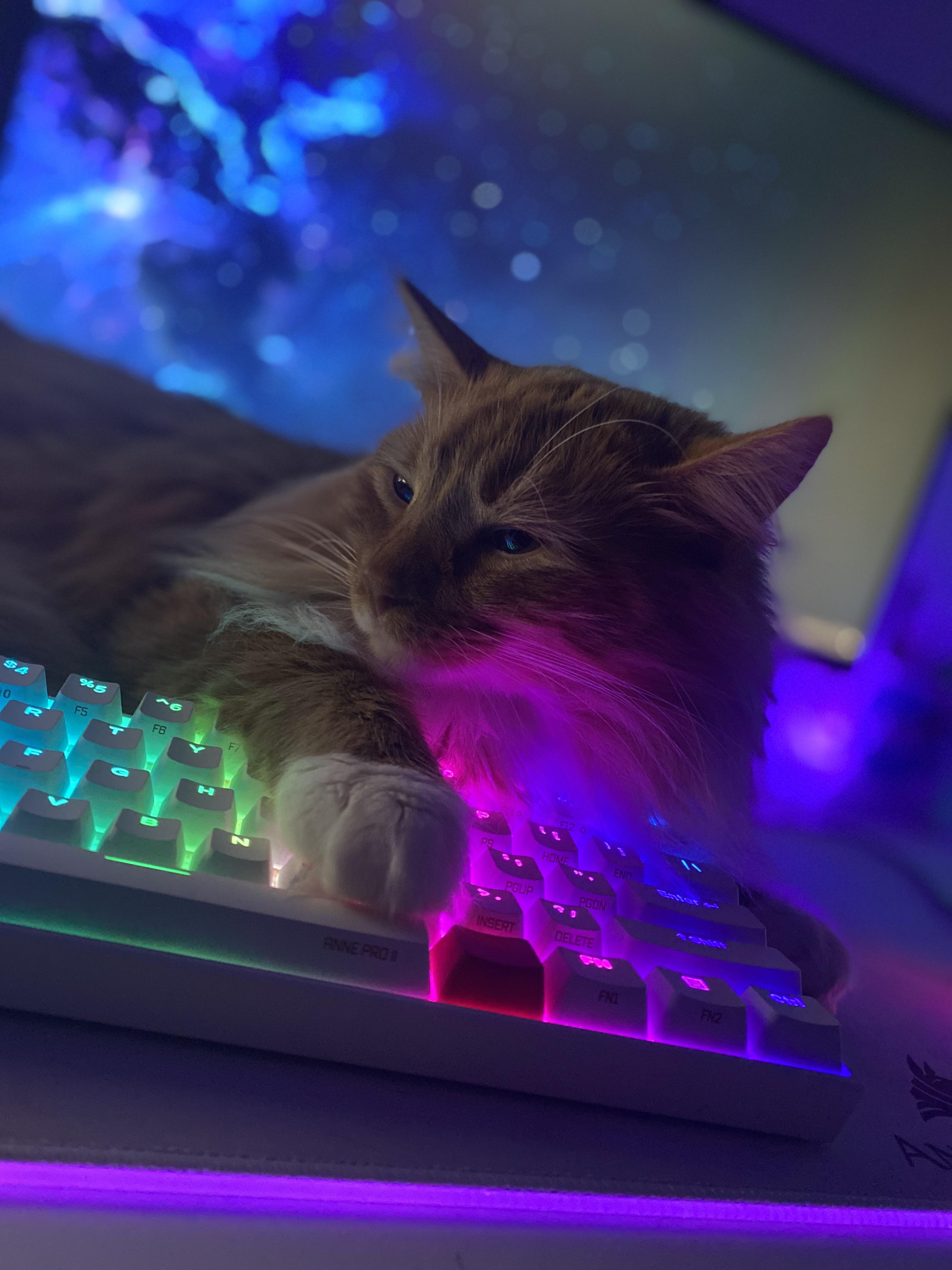 Feline Approved Scrolller