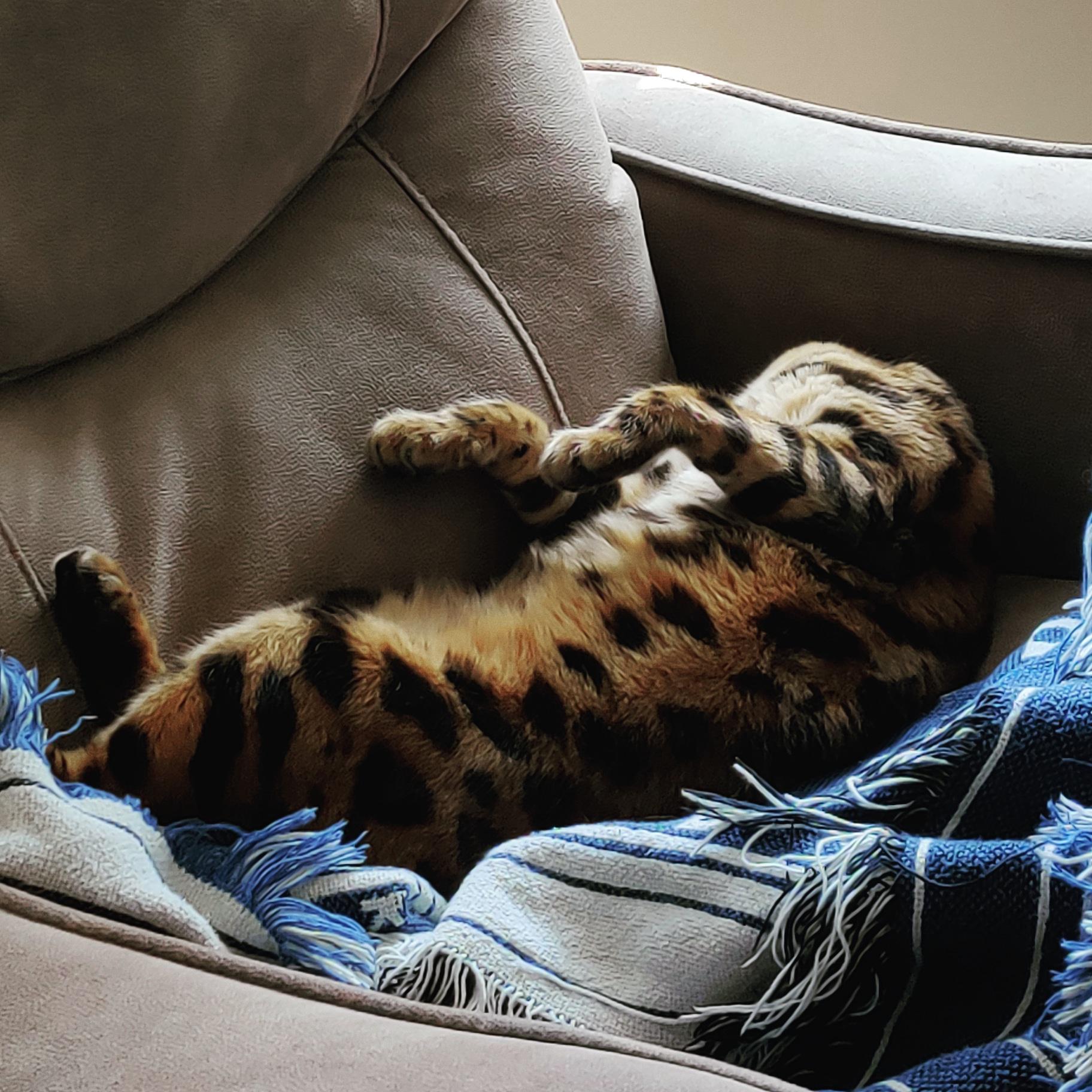 Feline Sleeping Position #487 | Scrolller