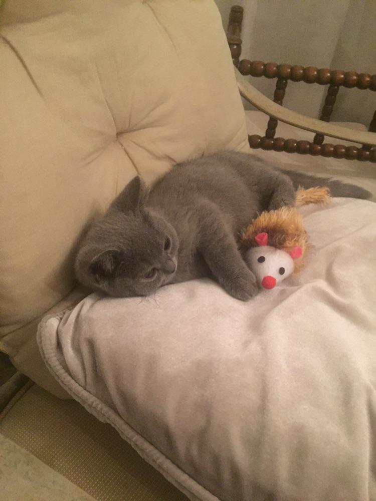 Fell asleep with his mousey | Scrolller