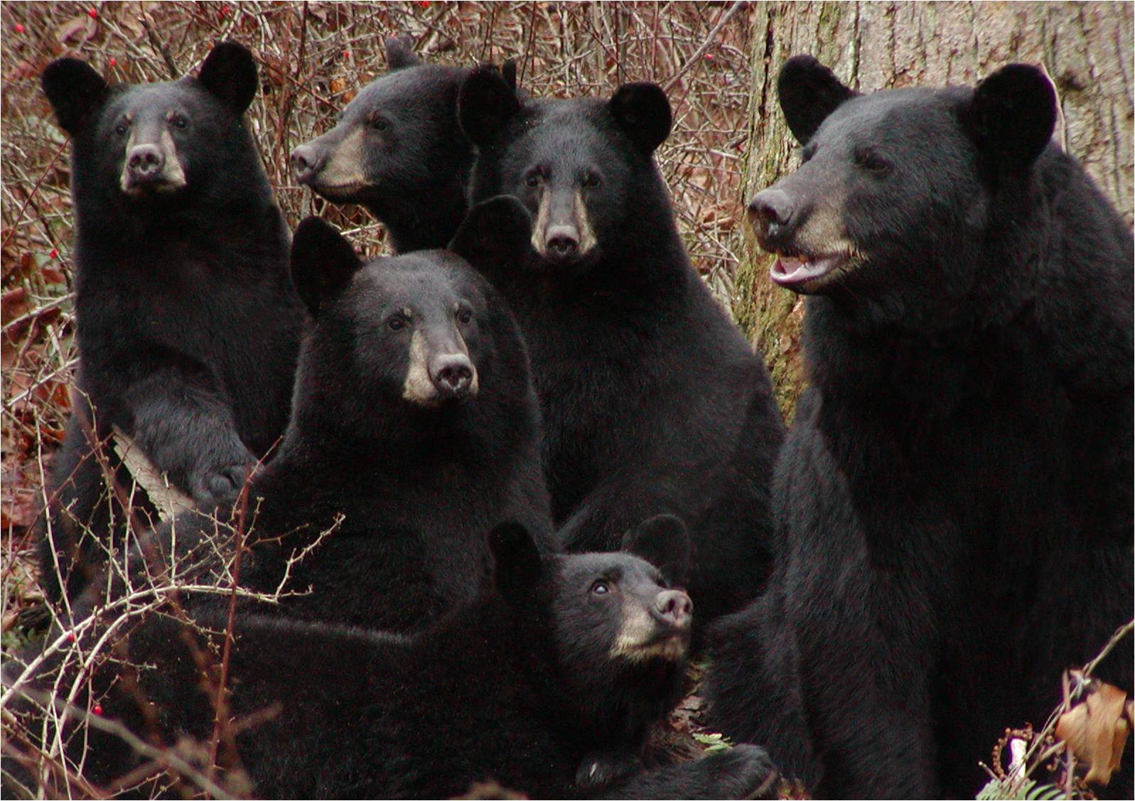 Female black bear and her 5 yearlings. Bears typically have 2 cubs, it is very rare to have 5 ...