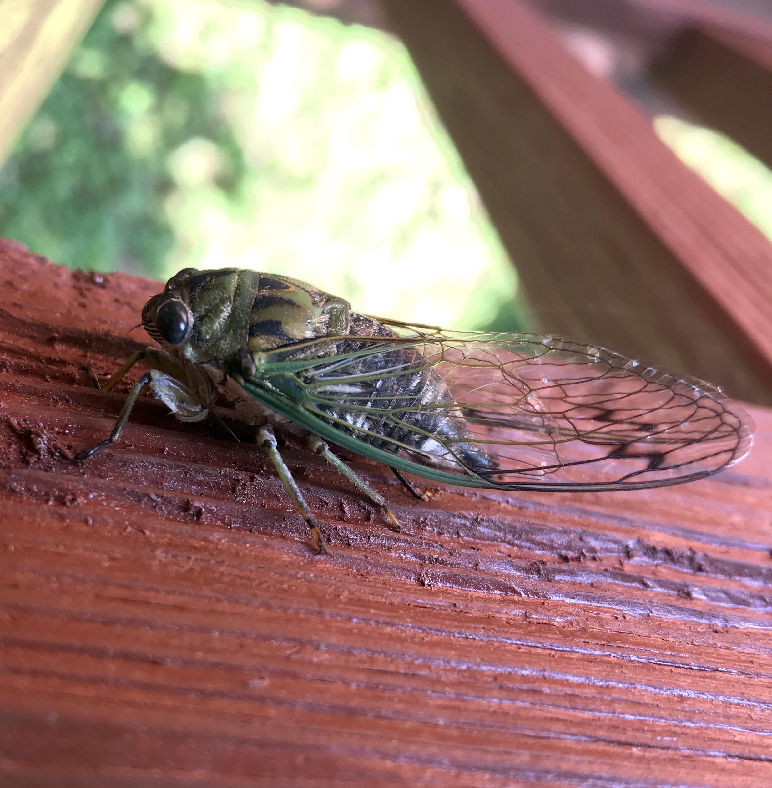 Female cicada laying her eggs | Scrolller